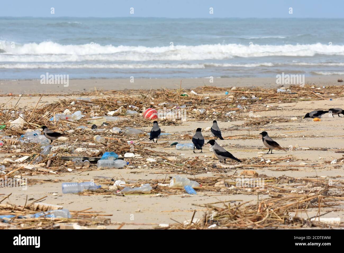 Polluted sea shore Stock Photo - Alamy