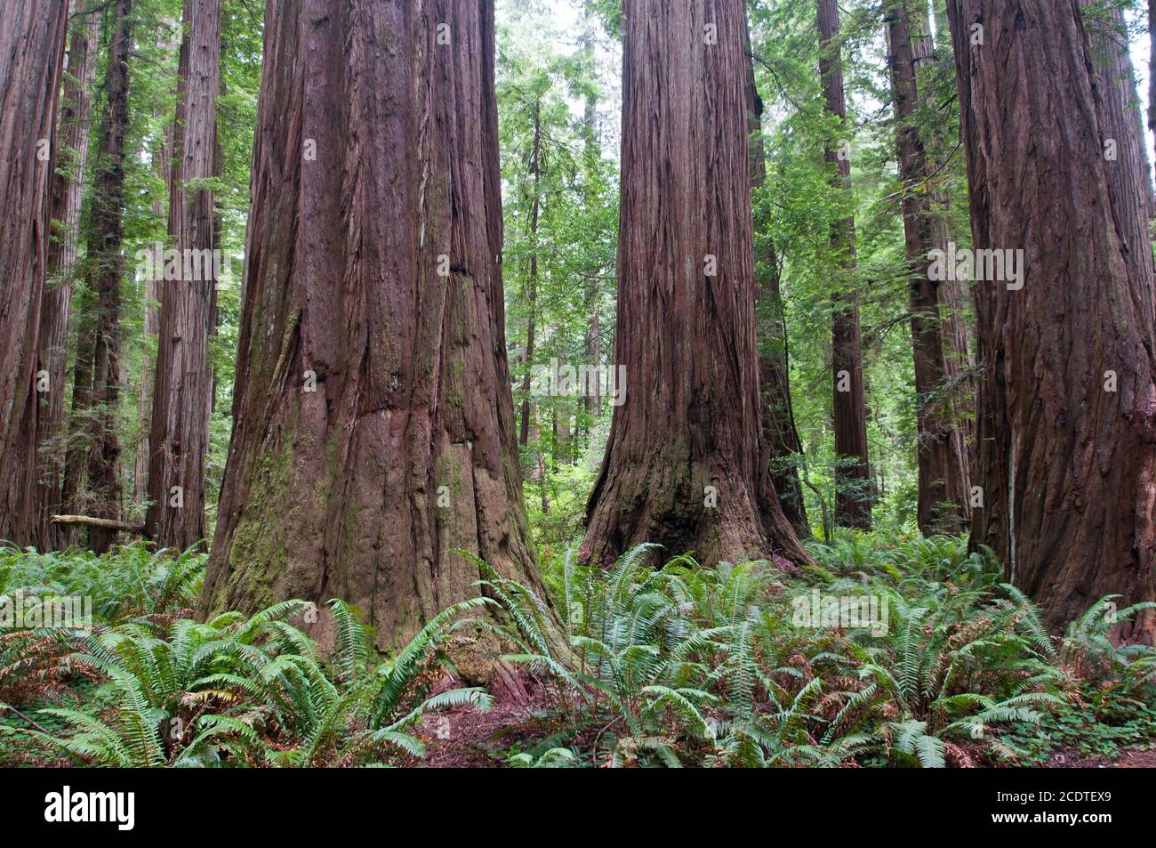 Giant redwood person hi-res stock photography and images - Alamy