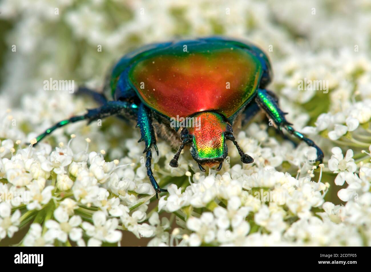 Protaetia cuprea,European flower beetle Stock Photo - Alamy