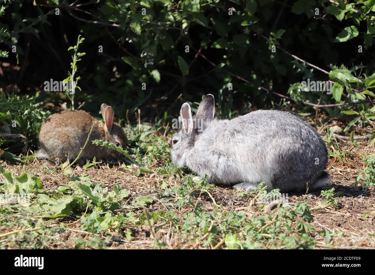 cute rabbits in the park Stock Photo - Alamy