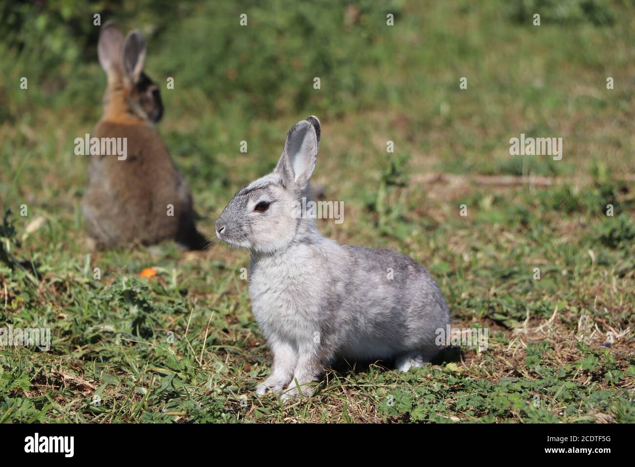 cute rabbits in the park Stock Photo - Alamy