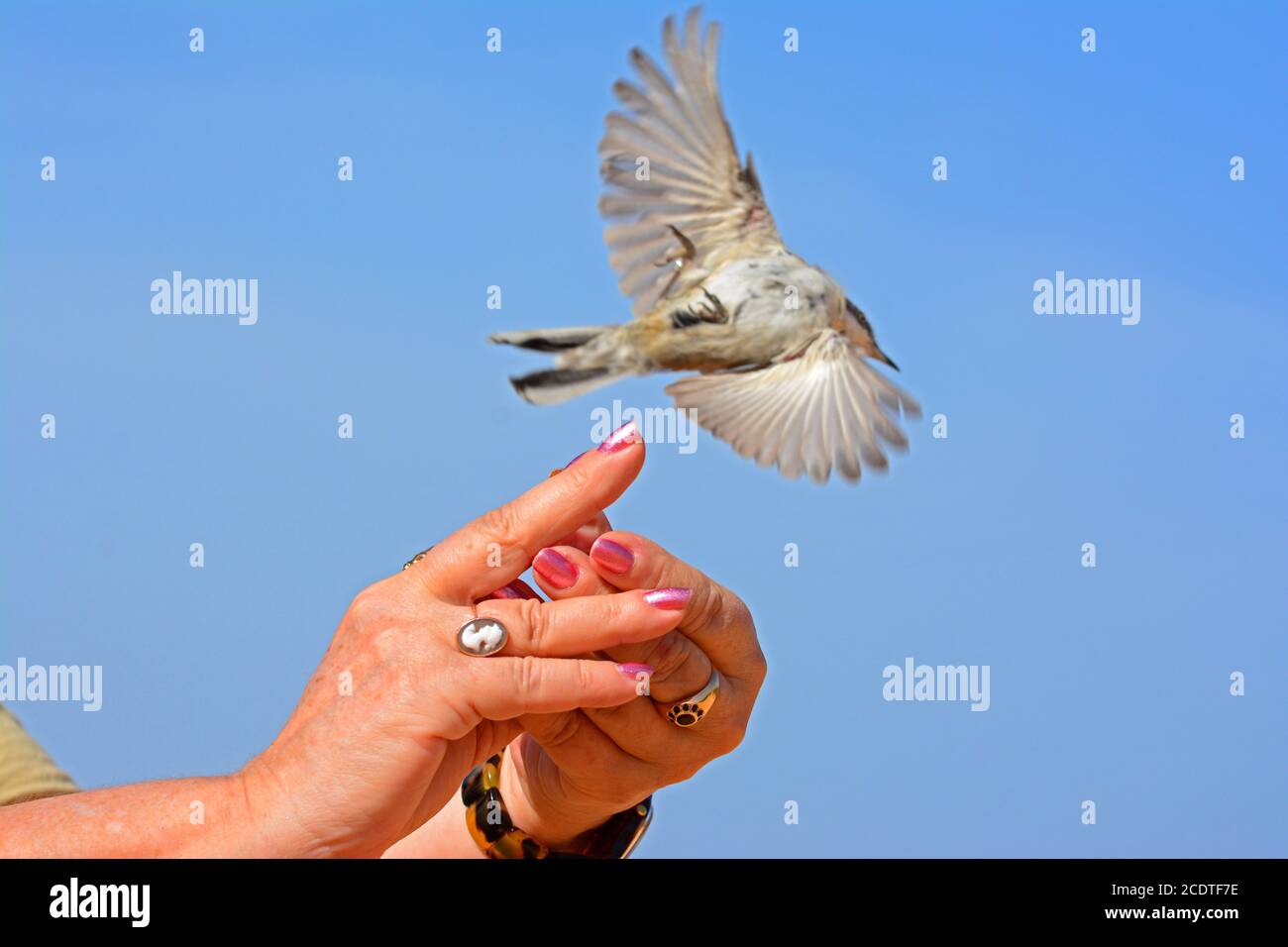 Warbler released - sending a bird to freedom Stock Photo - Alamy