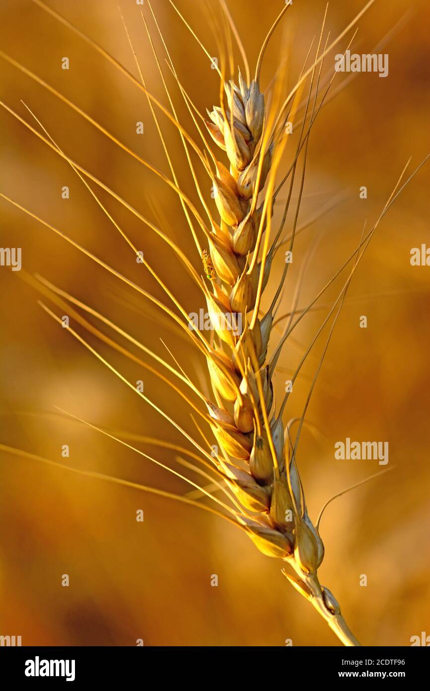 Wheat straw single hi-res stock photography and images - Alamy