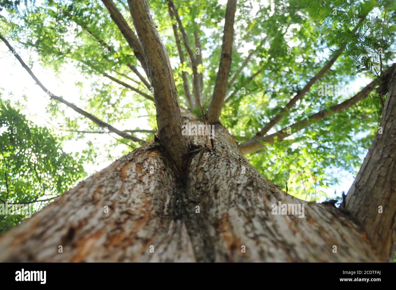 Big trees leaves looking up at the outdoor trees trees hi-res stock ...