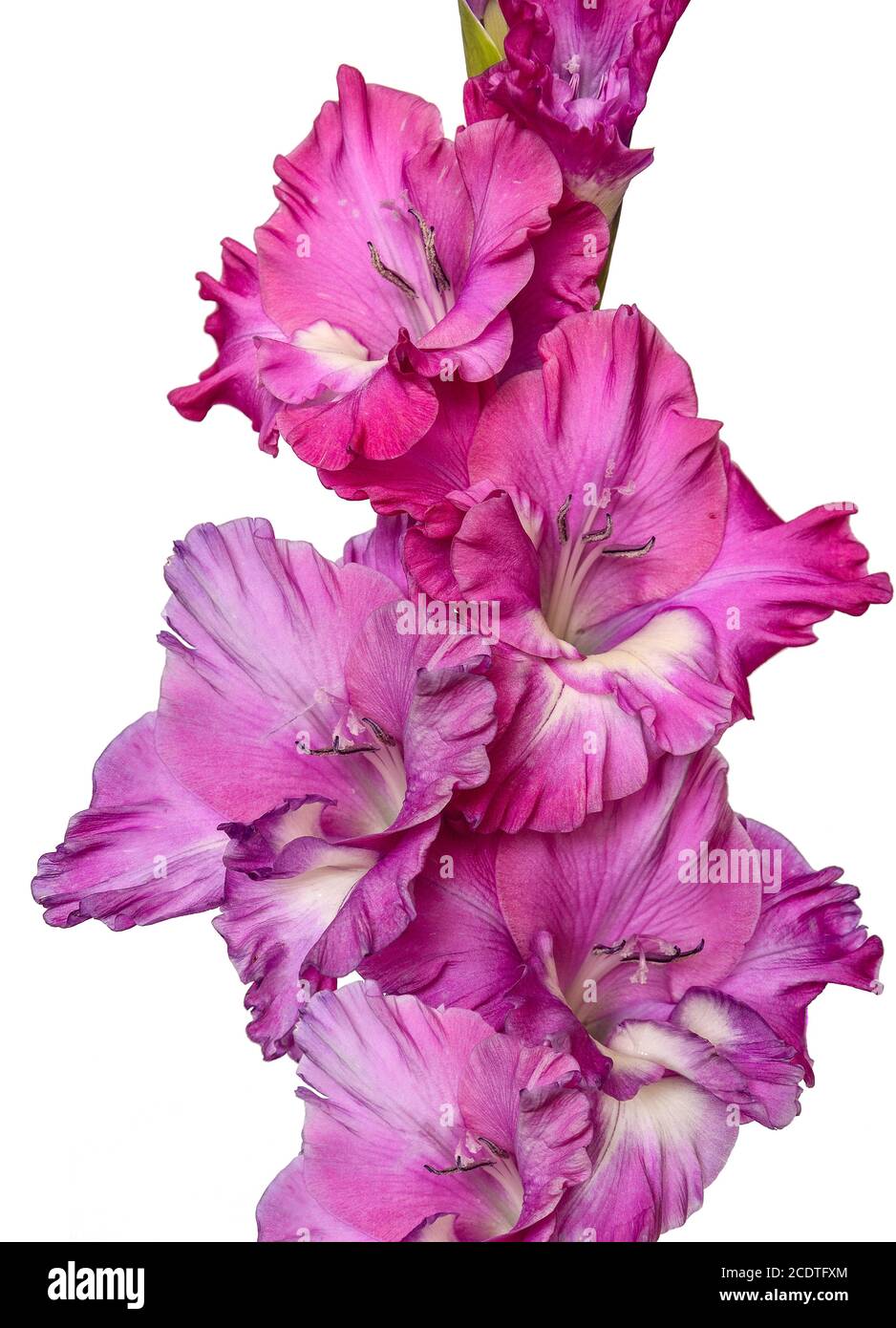 Pink and white gladiolus hi-res stock photography and images - Alamy