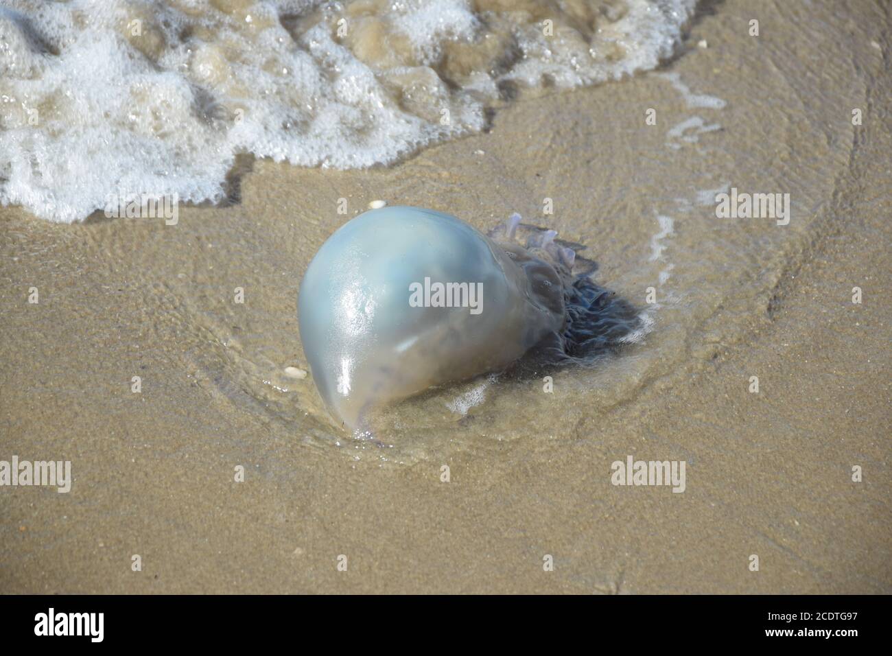 Blaue qualle hi-res stock photography and images - Alamy