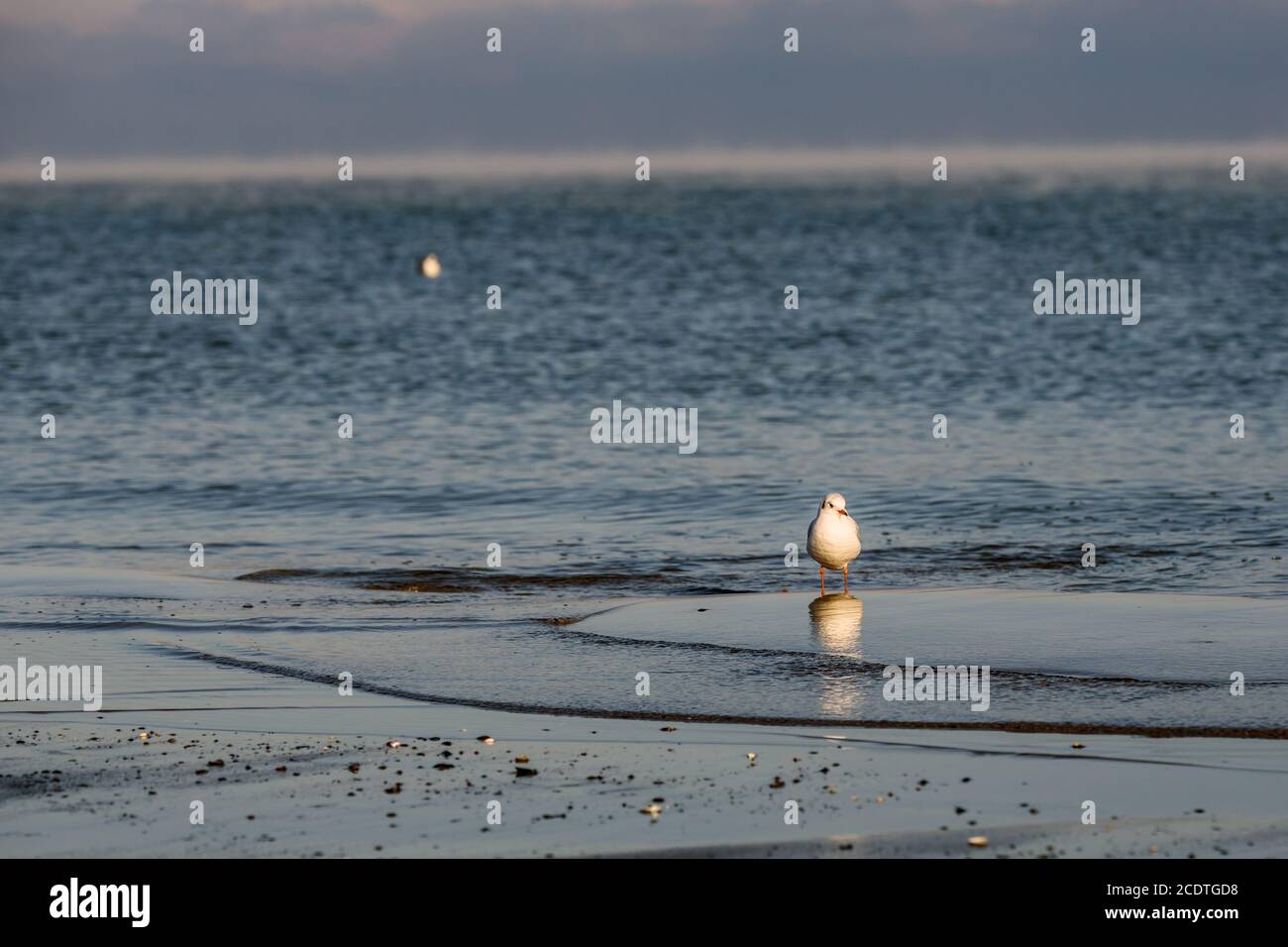 Gull on beach in sunshine hi-res stock photography and images - Alamy