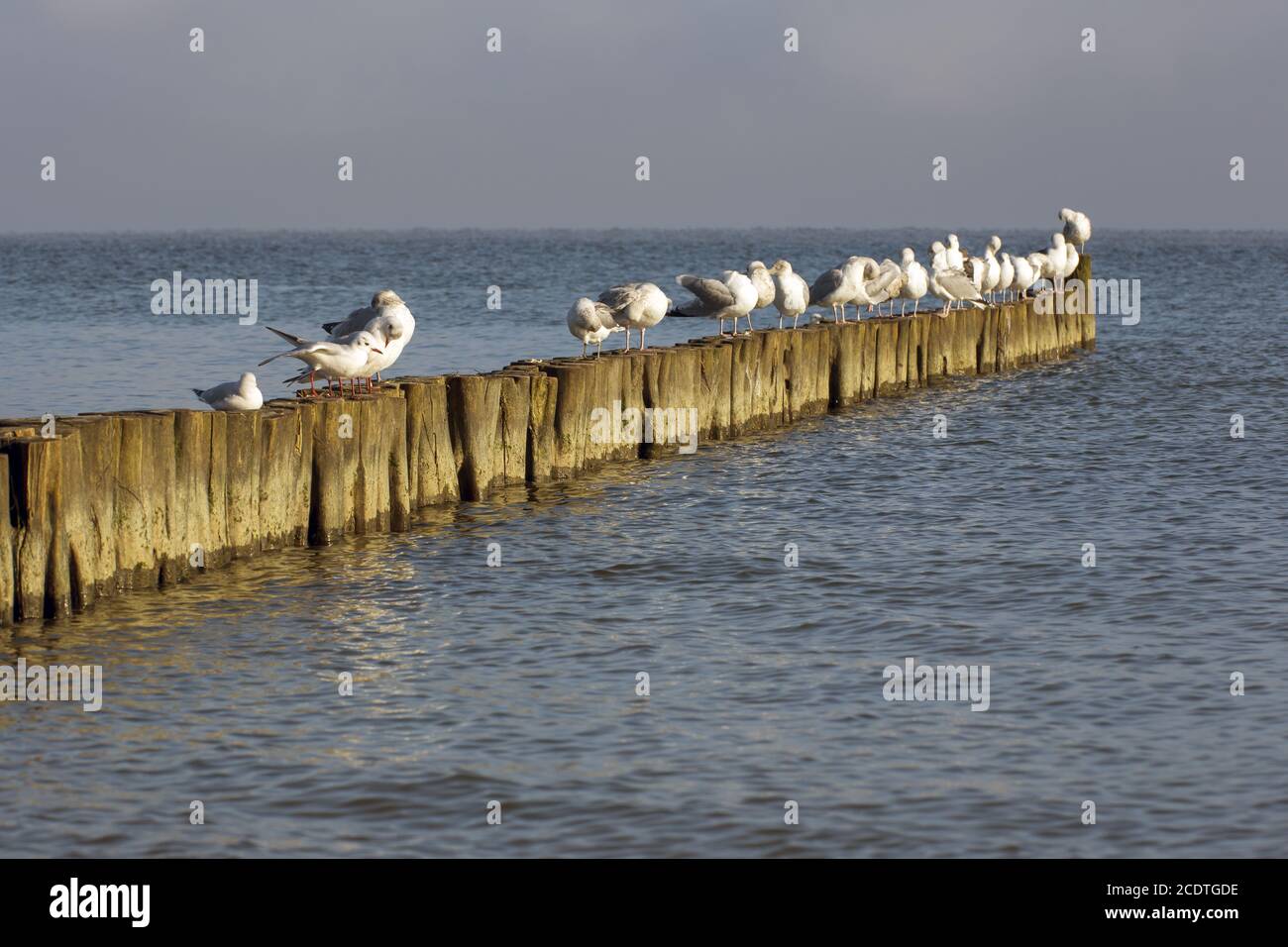 Row of groynes hi-res stock photography and images - Alamy