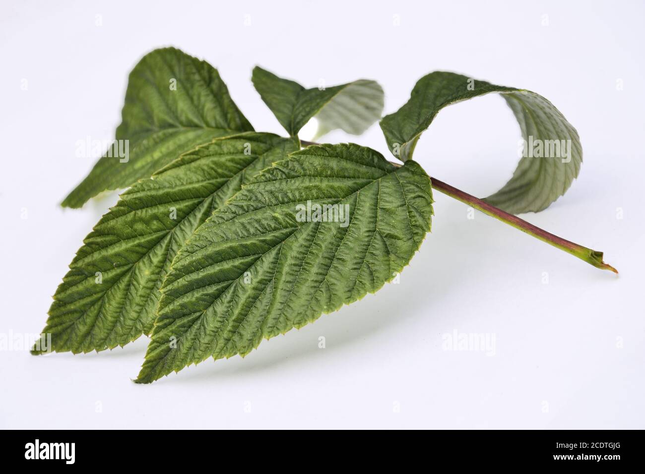 Green raspberry leaves isolated on white background Stock Photo - Alamy