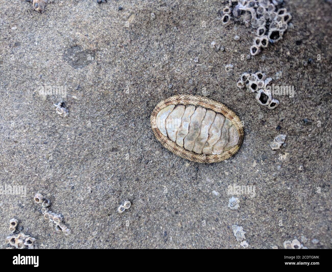 Chiton, nature hi-res stock photography and images - Alamy