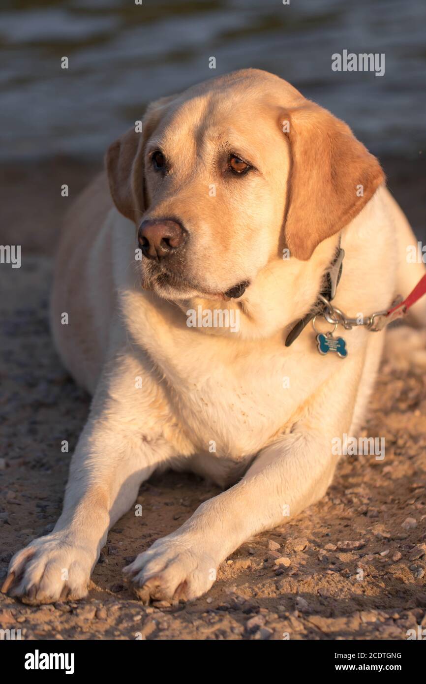 English yellow lab hi-res stock photography and images - Alamy