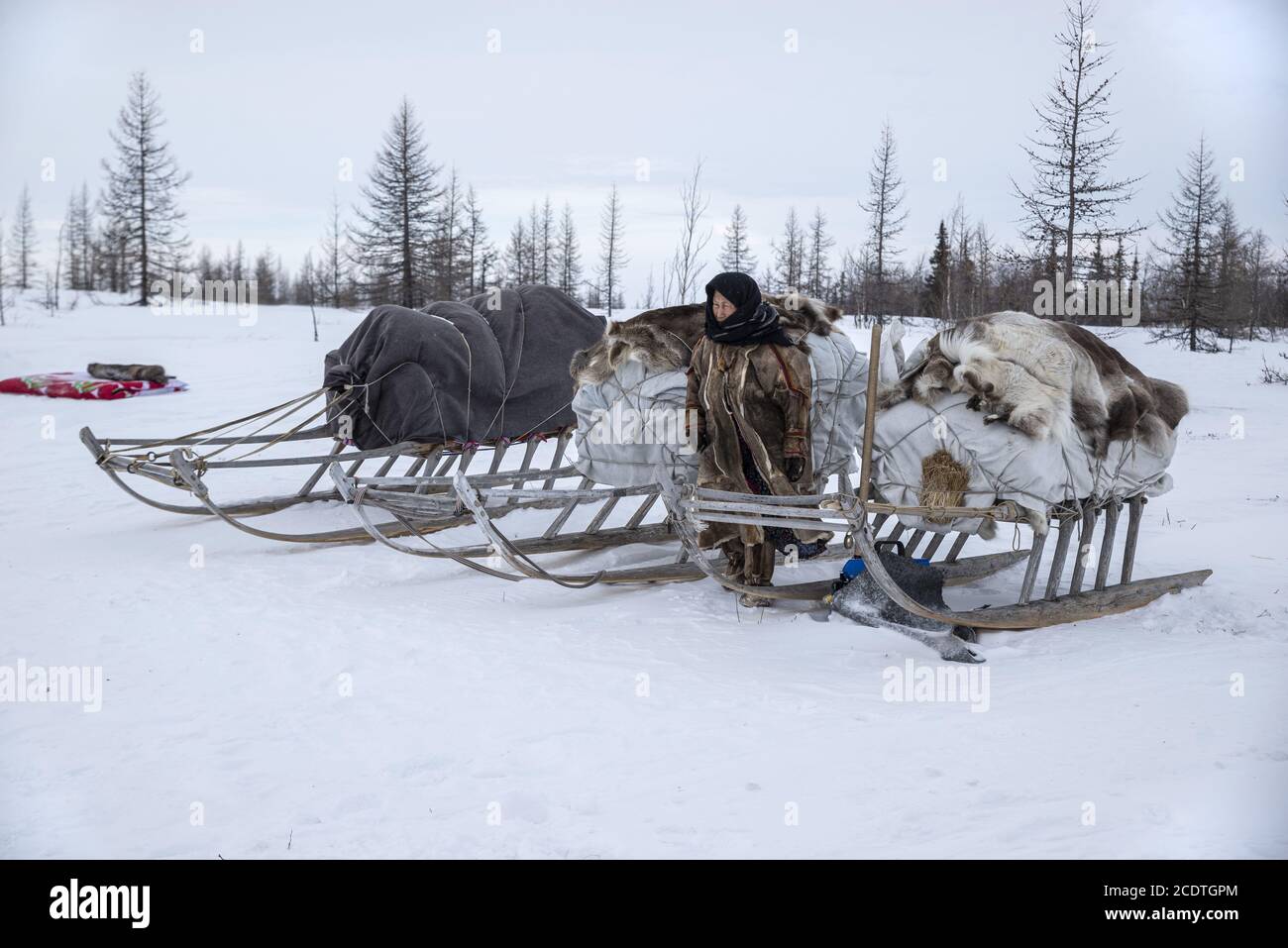A Nenet old woman with sleds in a snowy tundra, Yamalo-Nenets ...