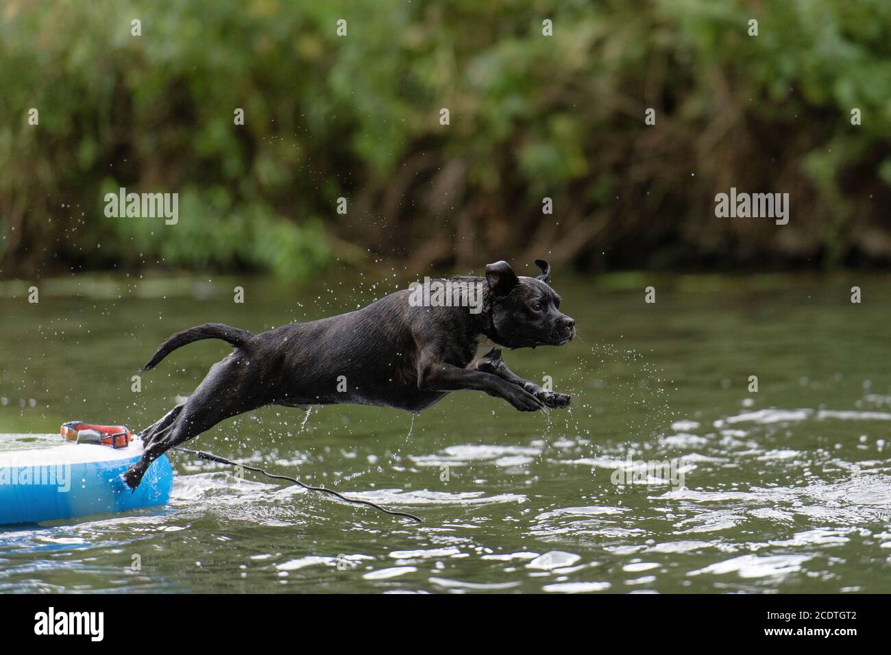 Dog leaping hi-res stock photography and images - Alamy