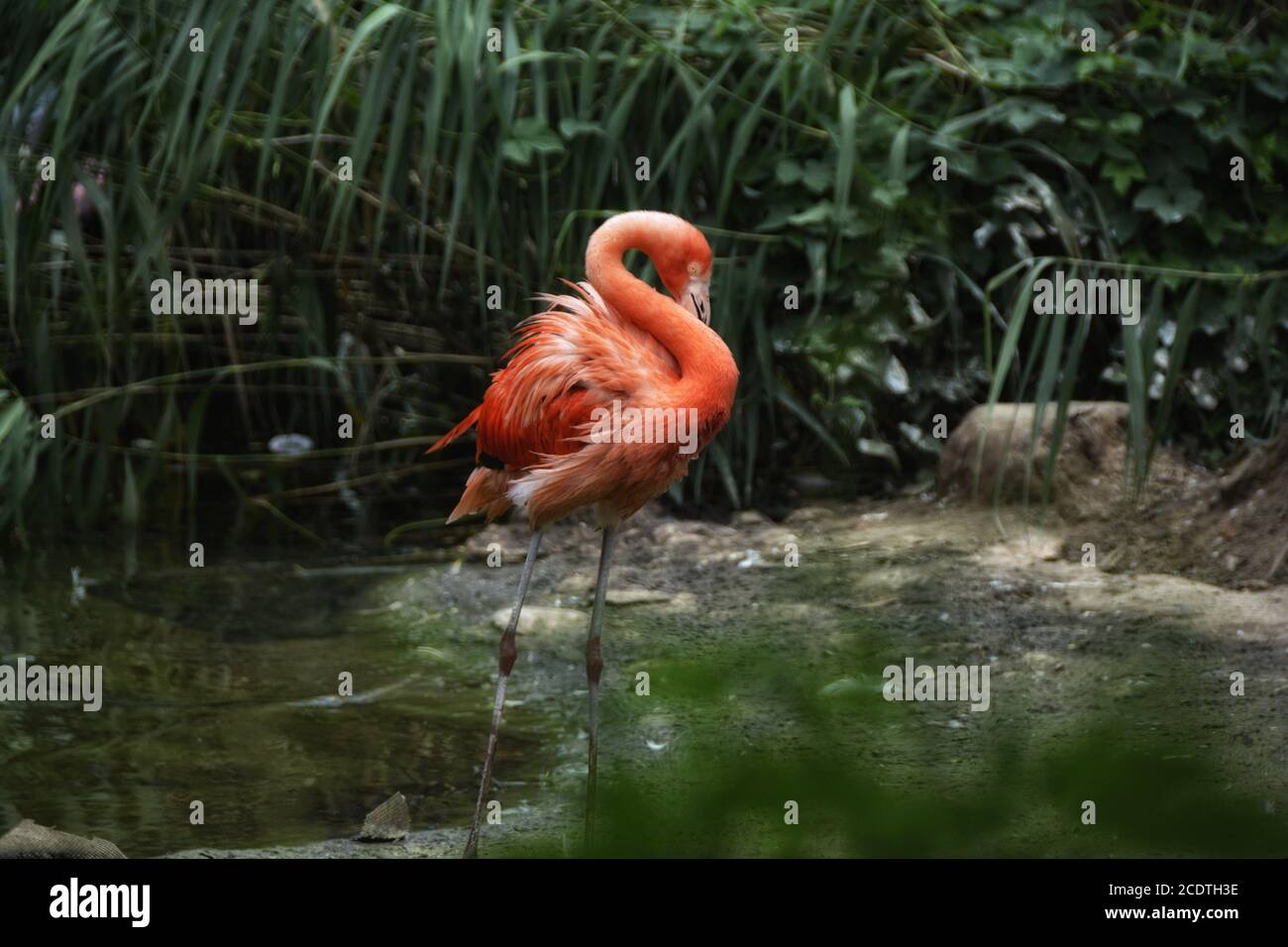 Pretty flamingo hi-res stock photography and images - Alamy