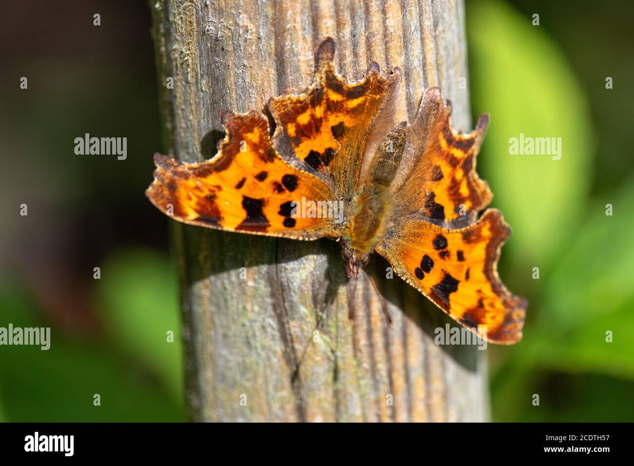 Scotland insect hi-res stock photography and images - Alamy