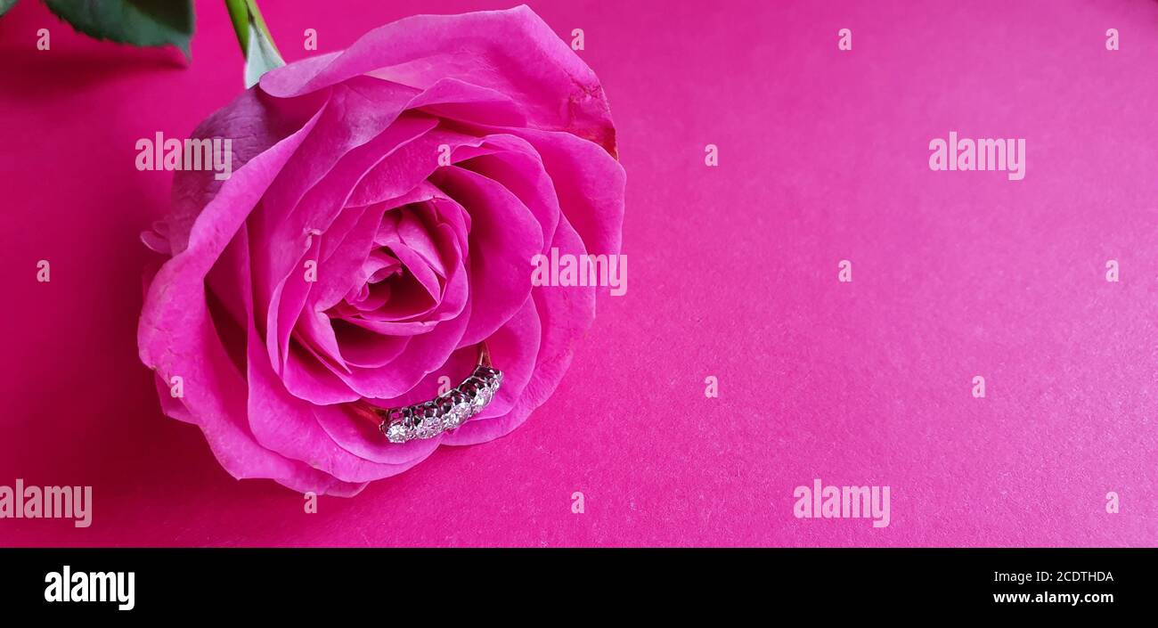Pink rose and ring Stock Photo - Alamy