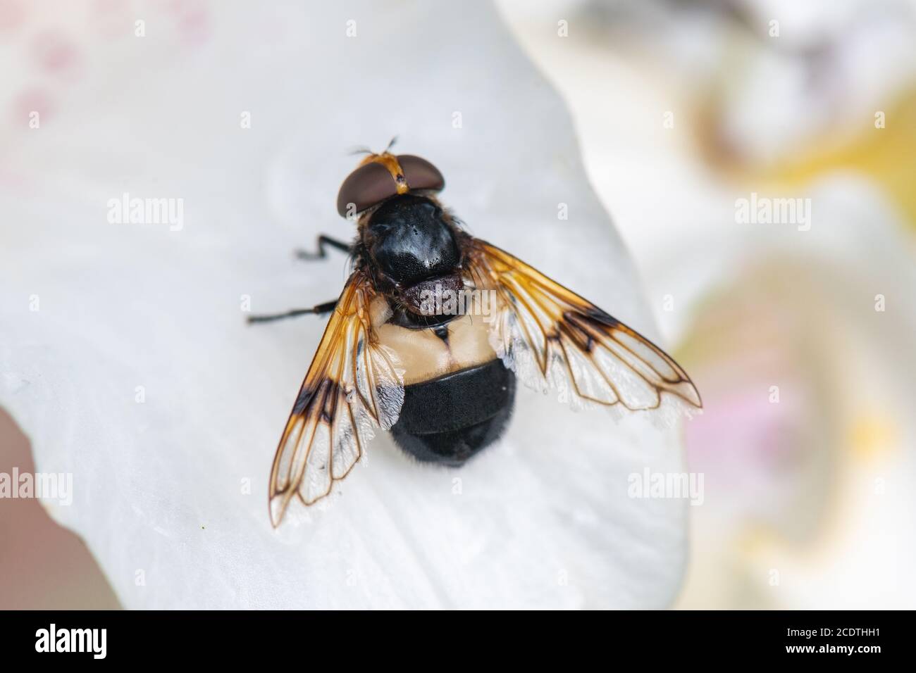 Great Pied Hoverfly, Volucella pellucens, on a lily flower, Inverurie ...