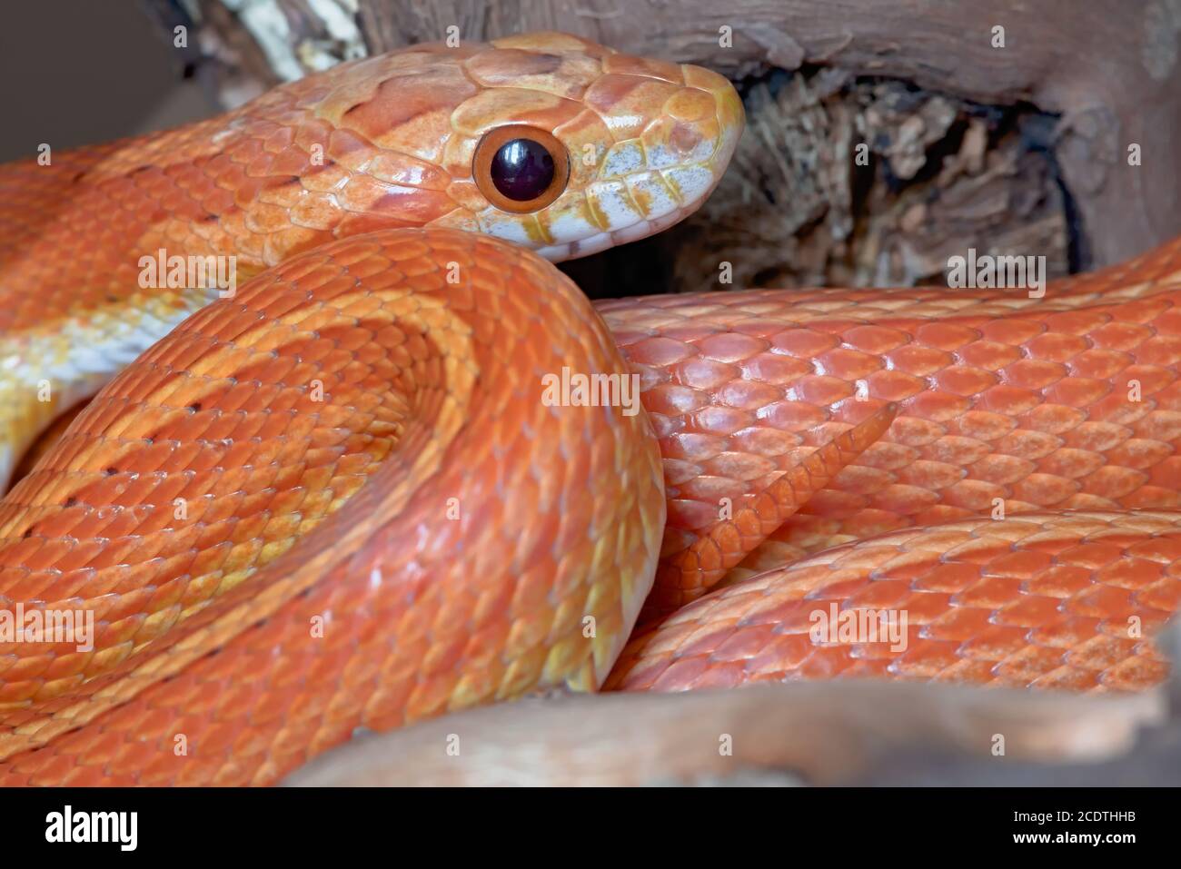 Orange snake hi-res stock photography and images - Alamy