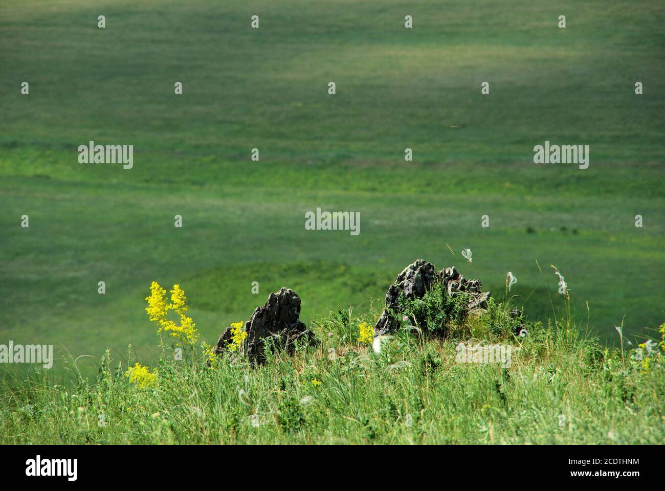 Beautiful mountain flowers. Flora of mountain ranges Stock Photo - Alamy