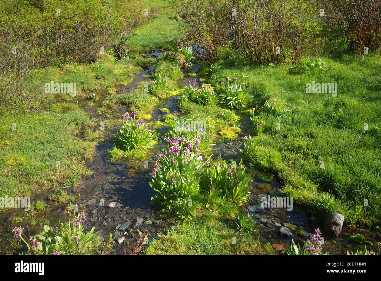 Beautiful mountain flowers. Flora of mountain ranges Stock Photo - Alamy