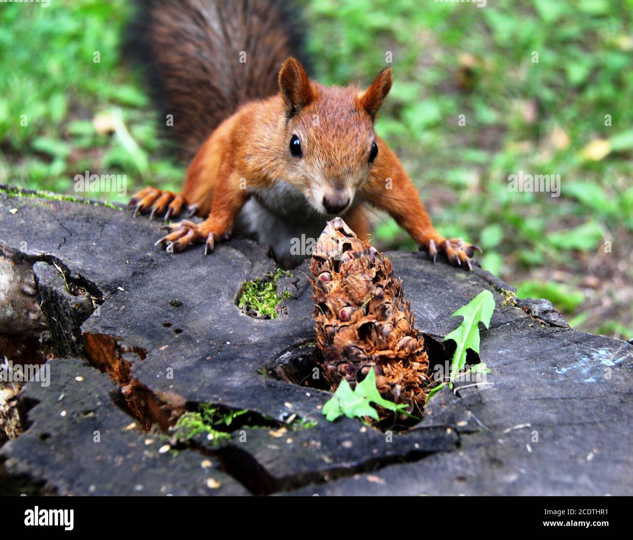 Common forest squirrel in the forest park Stock Photo - Alamy