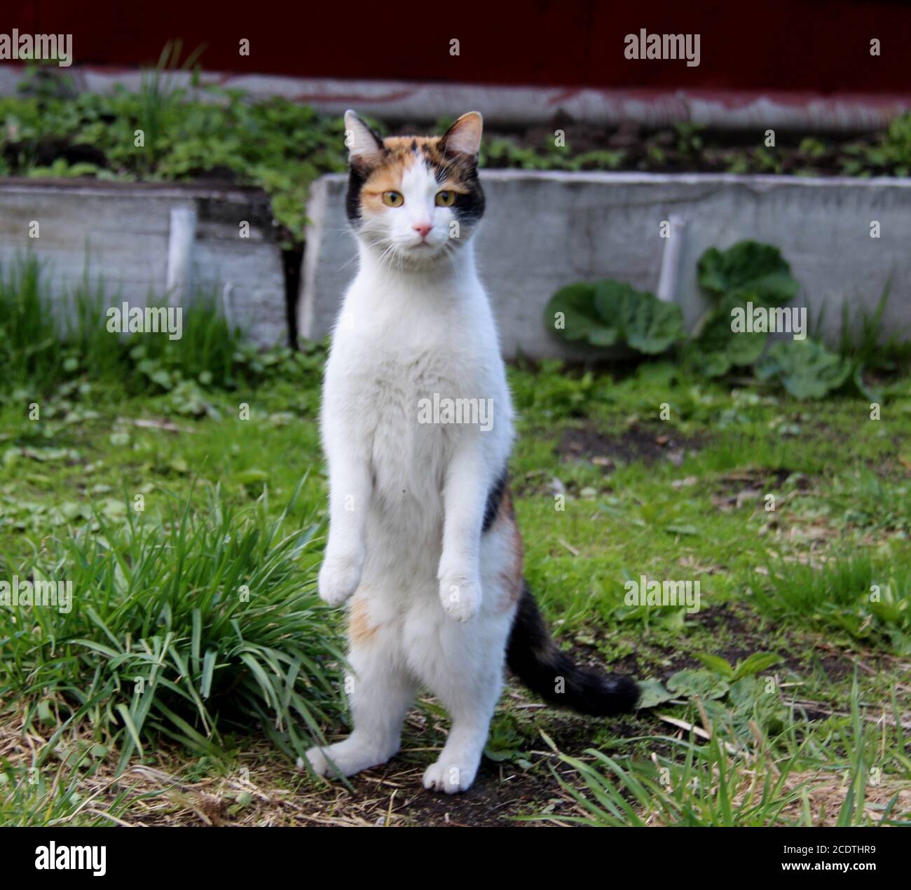 cat. Furry pets Stock Photo - Alamy