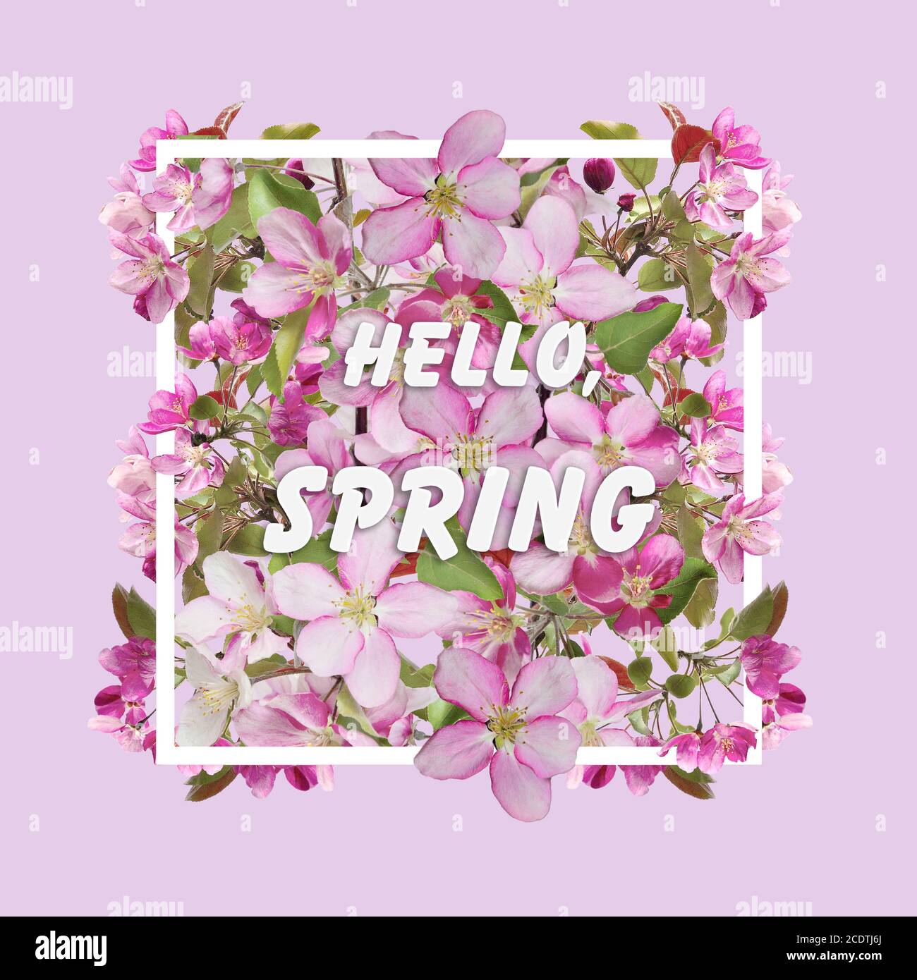 Floral Spring Design with Cherry Blossom Flowers in rectangular frame ...