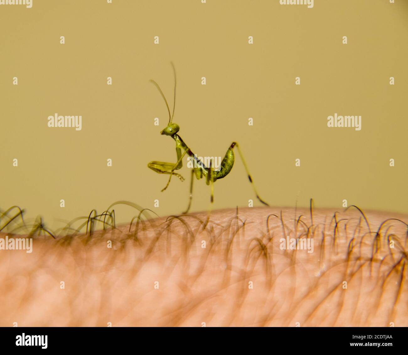 Larva of the mantis. Nymph mantis, Growing insect Stock Photo - Alamy