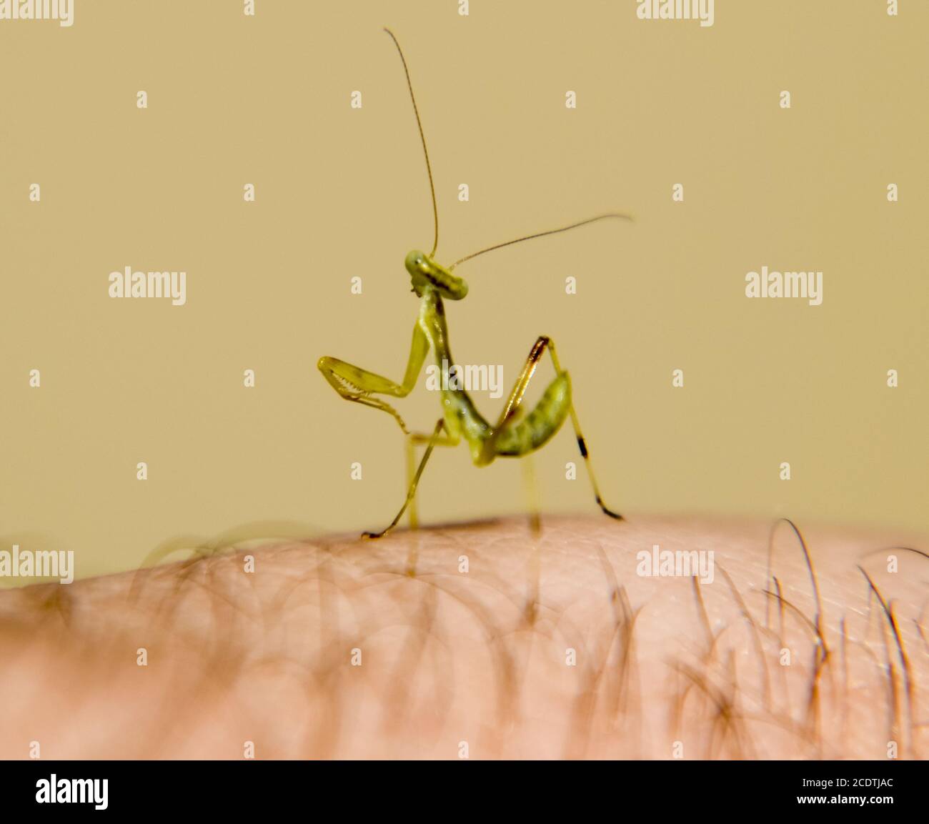 Beneficial_insects hi-res stock photography and images - Alamy