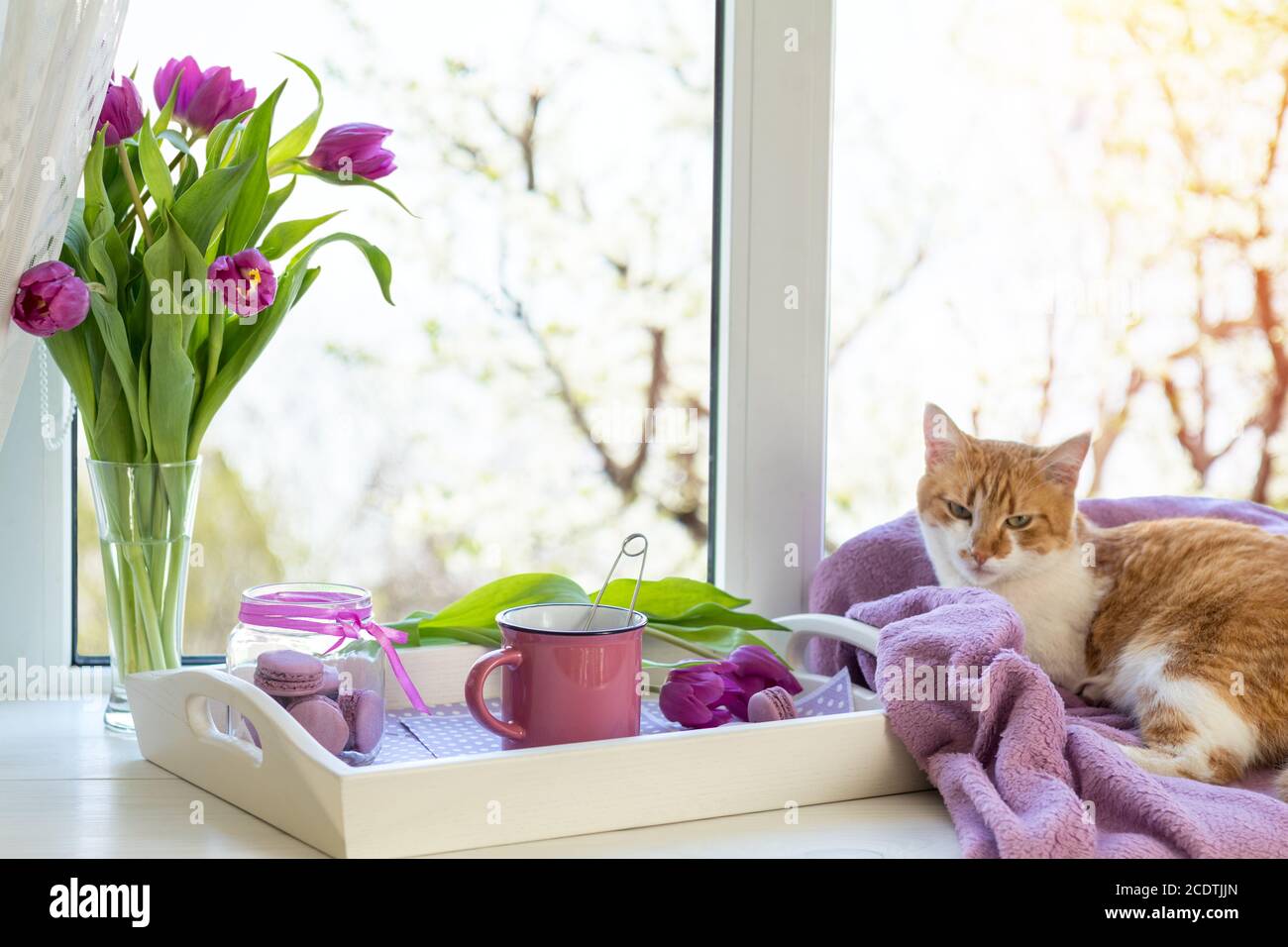 Violet sunshine cozy home concept Stock Photo - Alamy