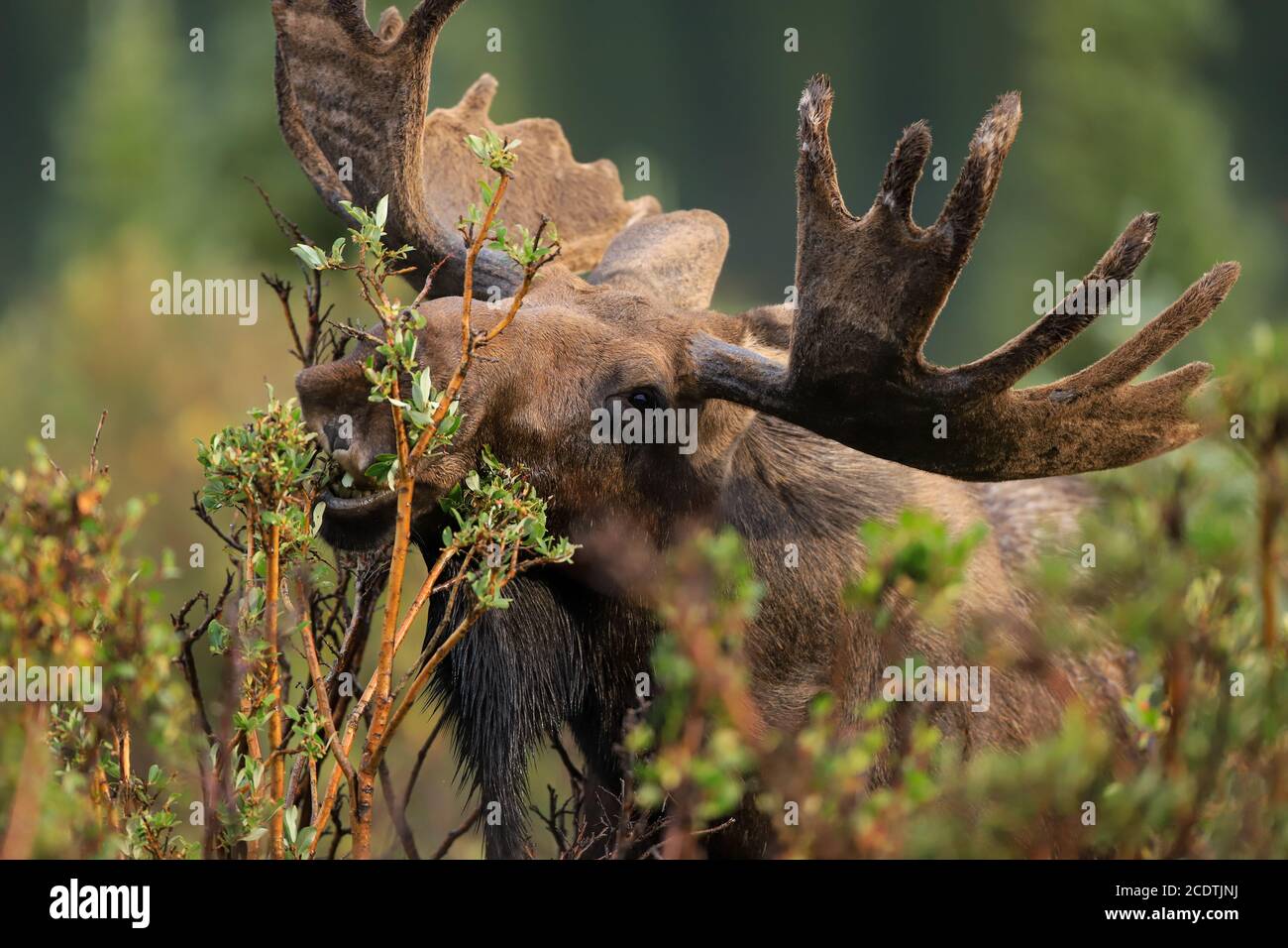 Bull moose Shiras Alces alces shirasi closeup in green forest ...