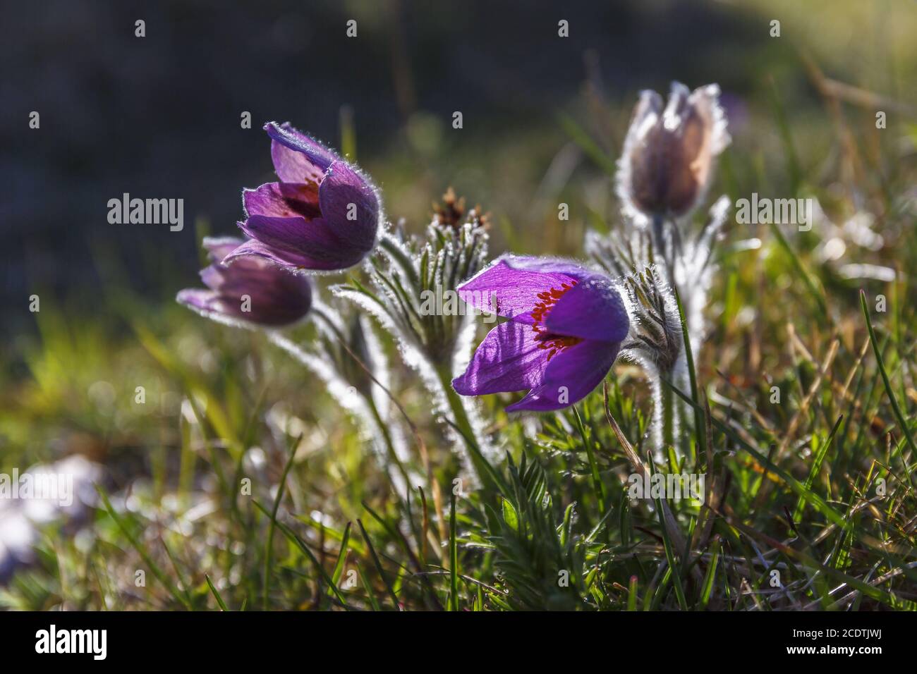 Pasque flowers in back lit on a meadow in early spring Stock Photo - Alamy