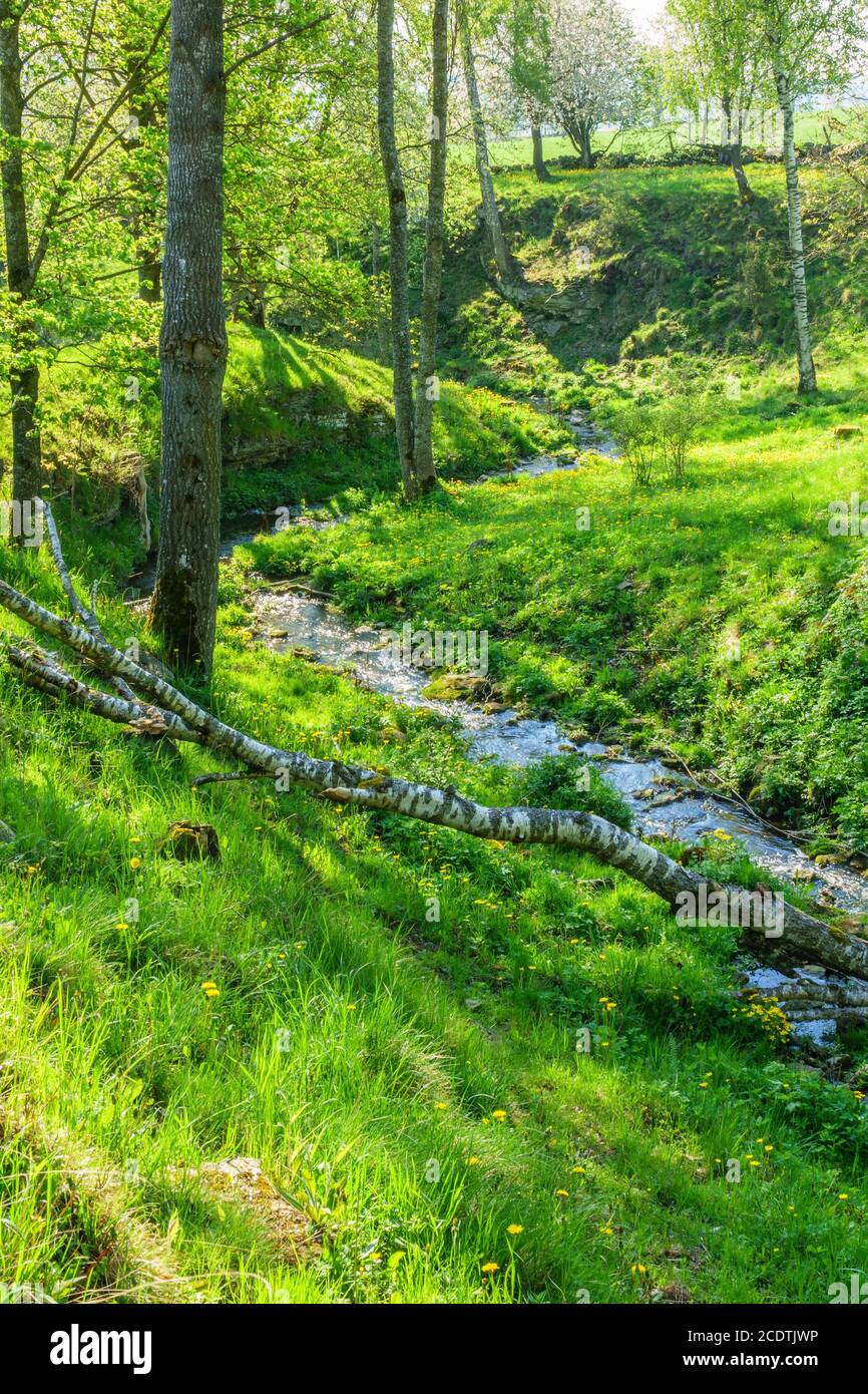 Ravin with a stream and a fallen tree in the spring Stock Photo - Alamy