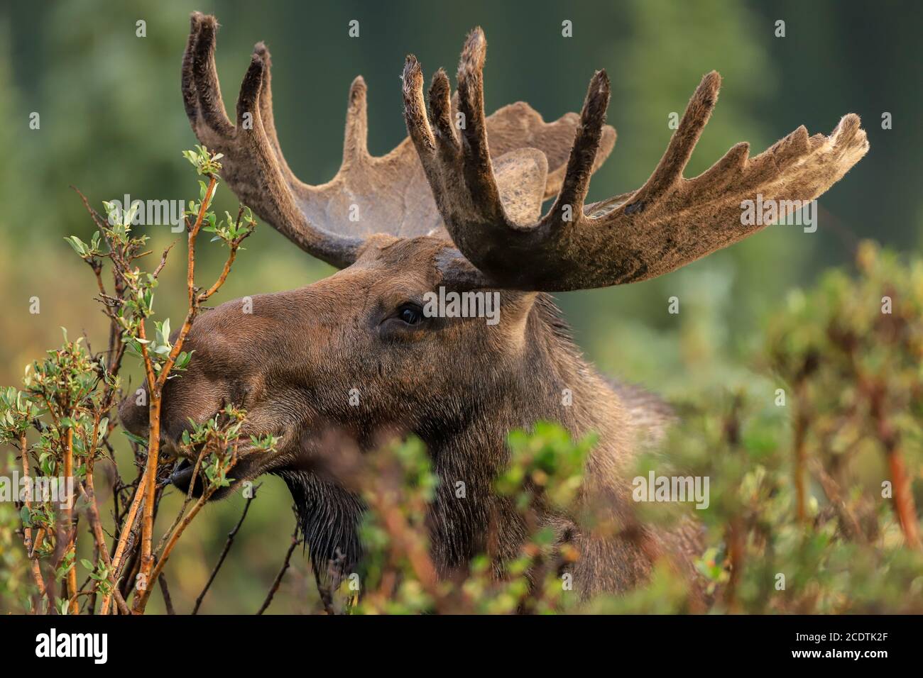 Bull moose Shiras Alces alces shirasi closeup in green forest ...
