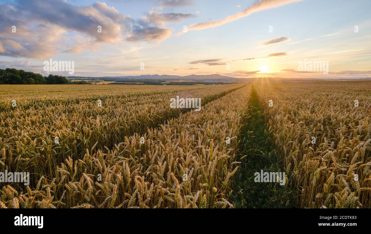 Wheat Field sunset Stock Photo - Alamy
