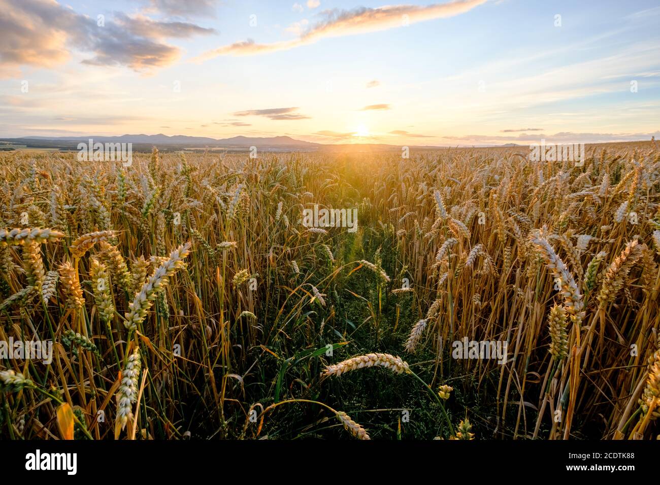 Wheat Field sunset Stock Photo - Alamy