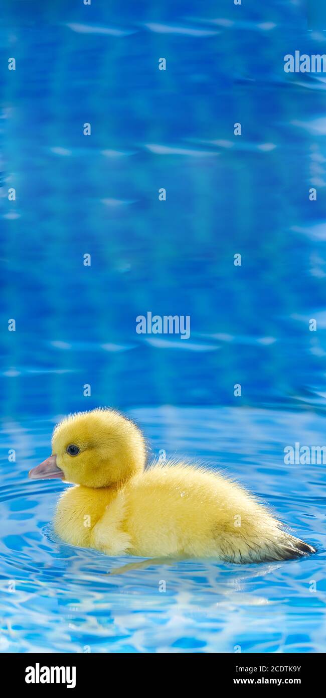 Yellow small cute duckling in swimming pool. Duckling swimming in ...