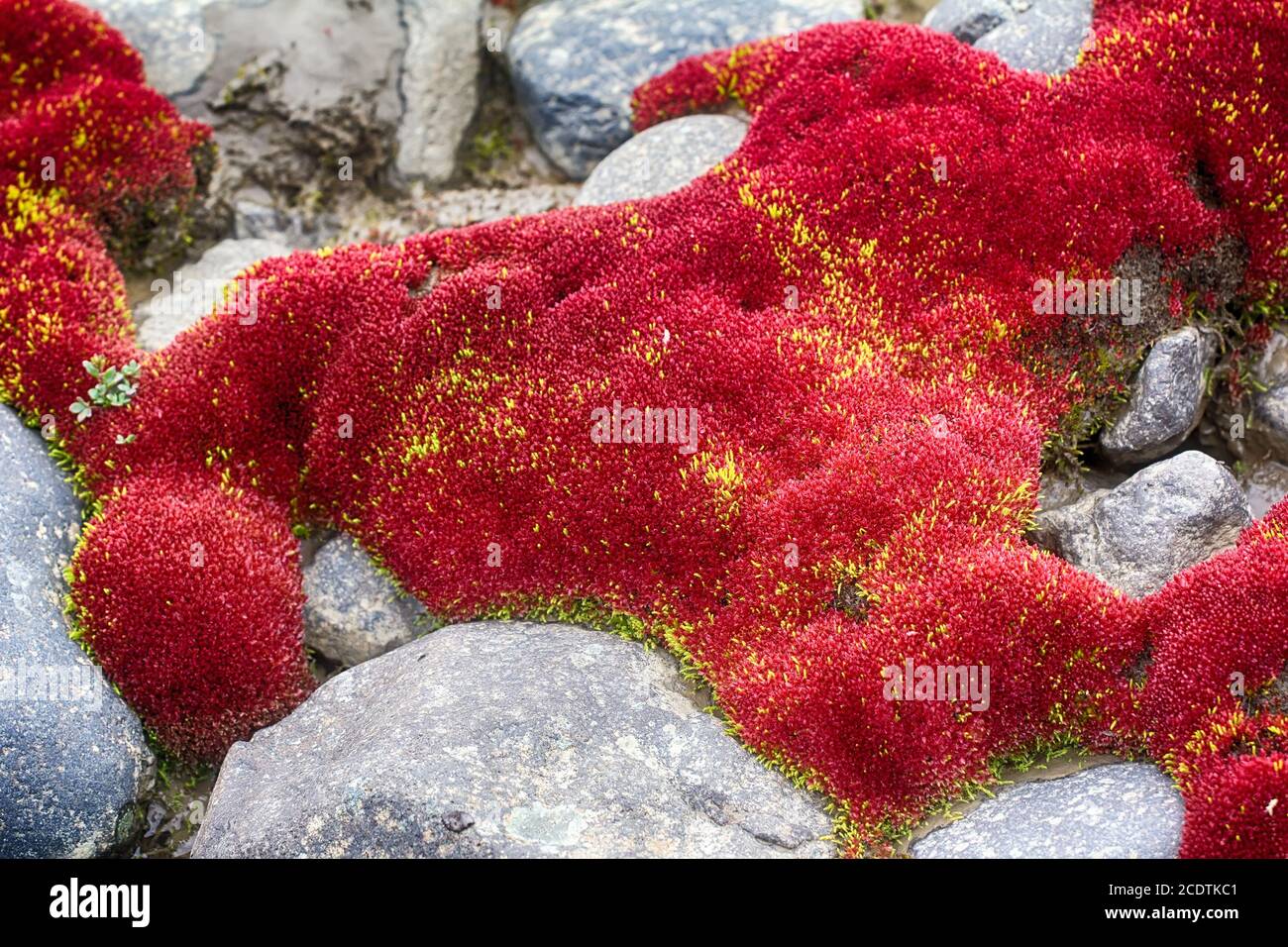 Cushion plant arctic hi-res stock photography and images - Alamy