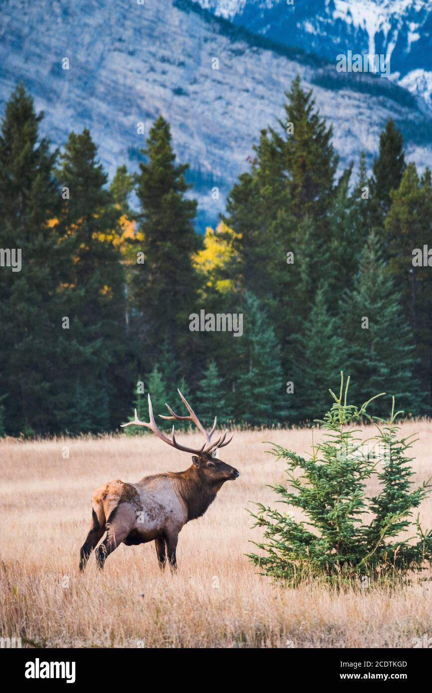 Elk in autumn, Banff National Park Stock Photo - Alamy