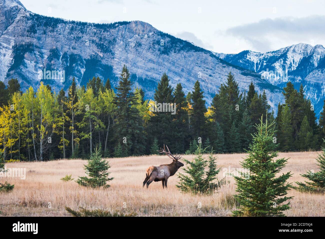 Bull elk in banff hi-res stock photography and images - Alamy