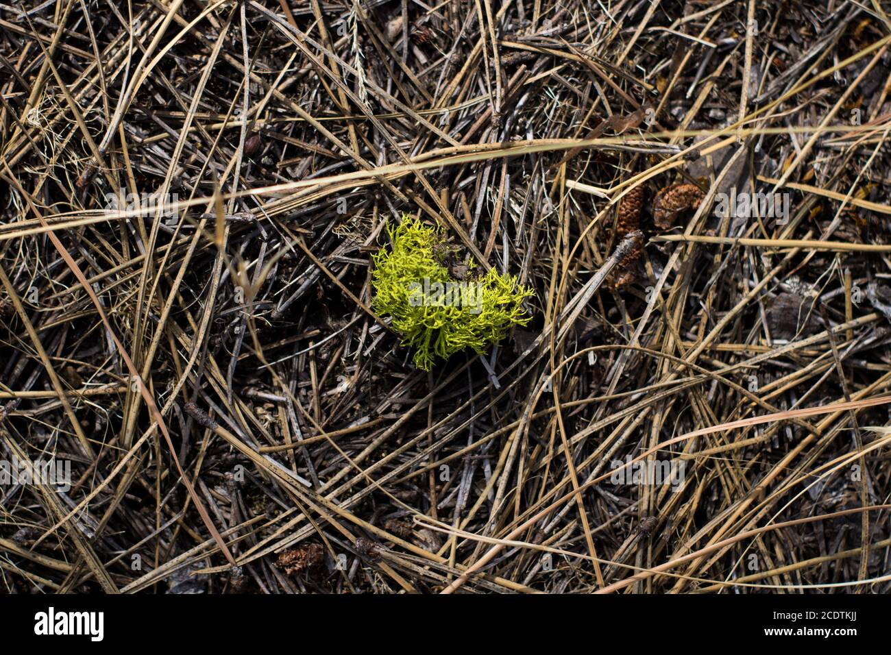 Bunch of plants hi-res stock photography and images - Alamy