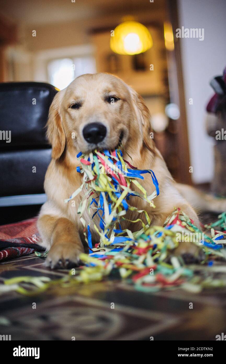 Golden retriever dog with streamers in the mouth at home celebrating ...