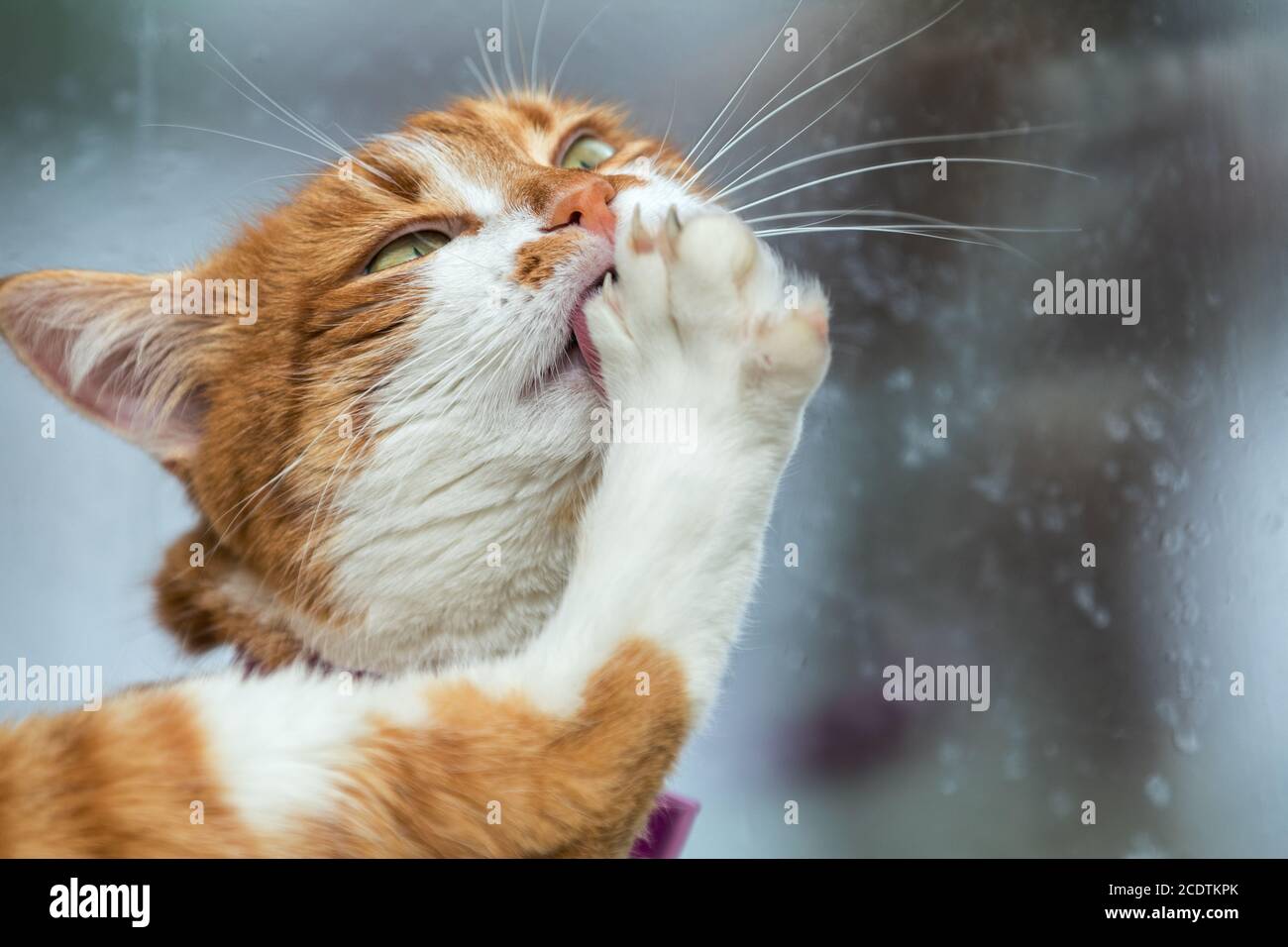 Cute white-and-red cat clean the paws. Portrait funny cat close up ...
