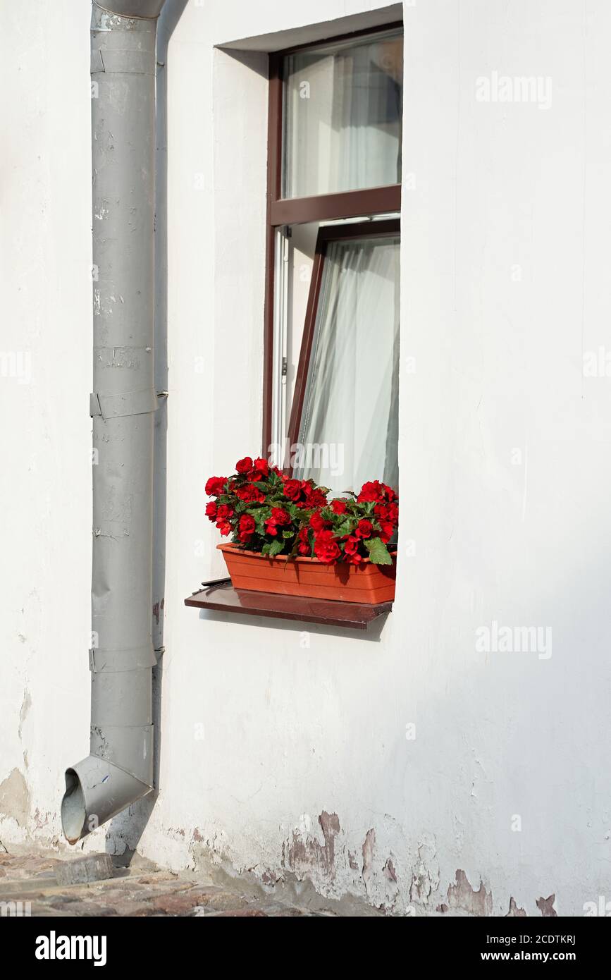 red flowers in pot stand on the window, white wall of building with ...