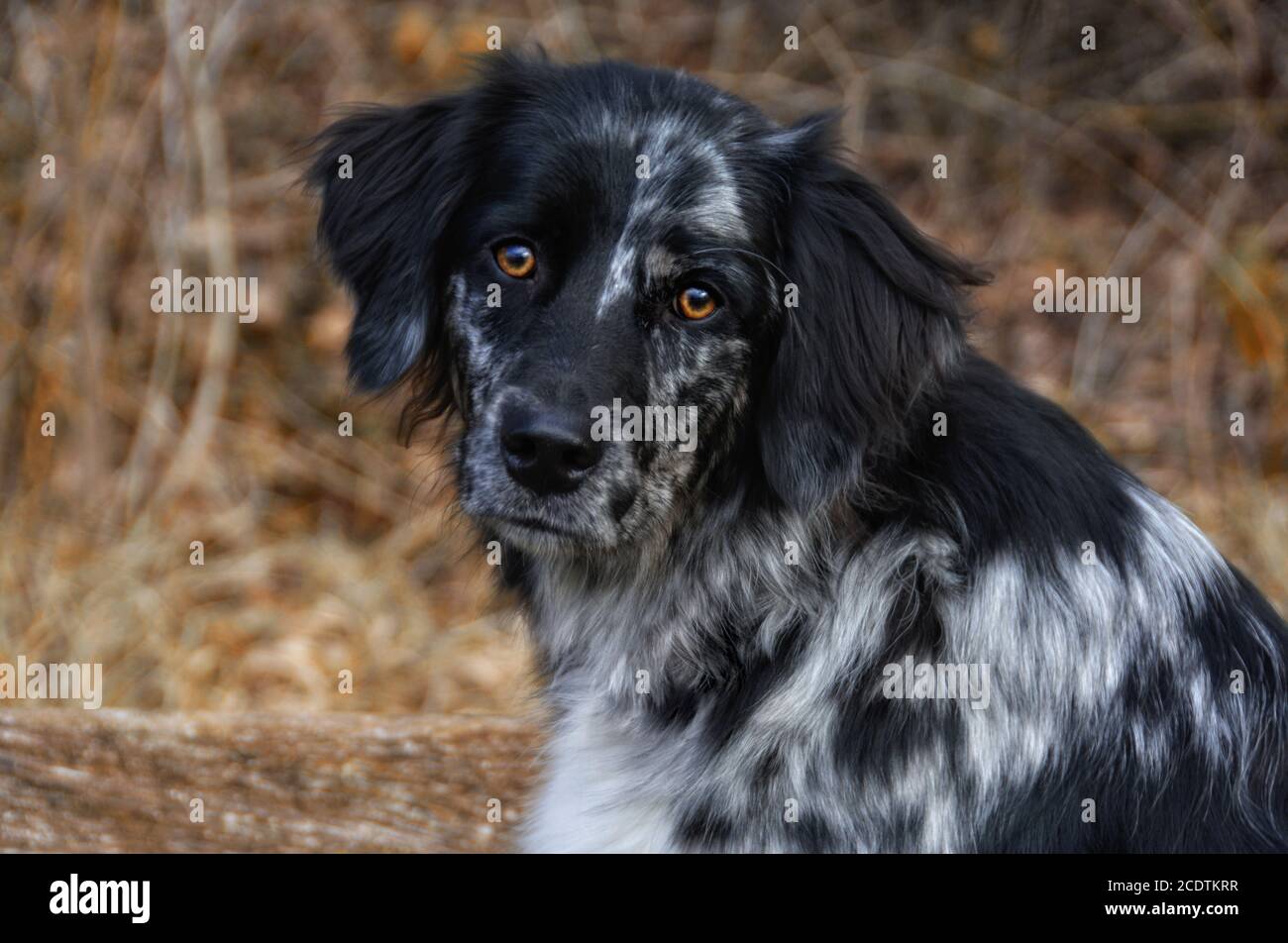 australian shepherd blue merle Stock Photo - Alamy