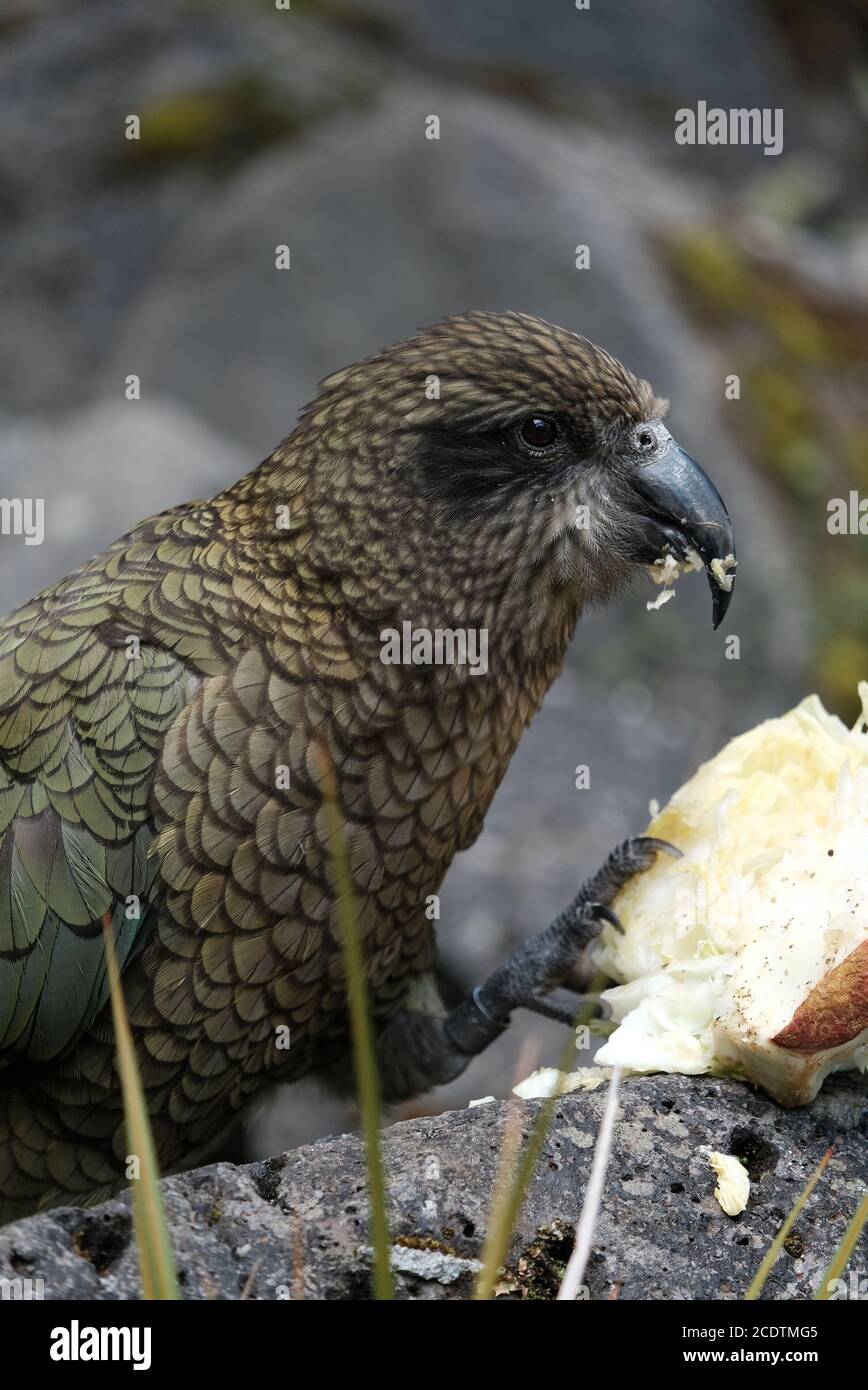 New Zealand Kea eating lunch Stock Photo - Alamy