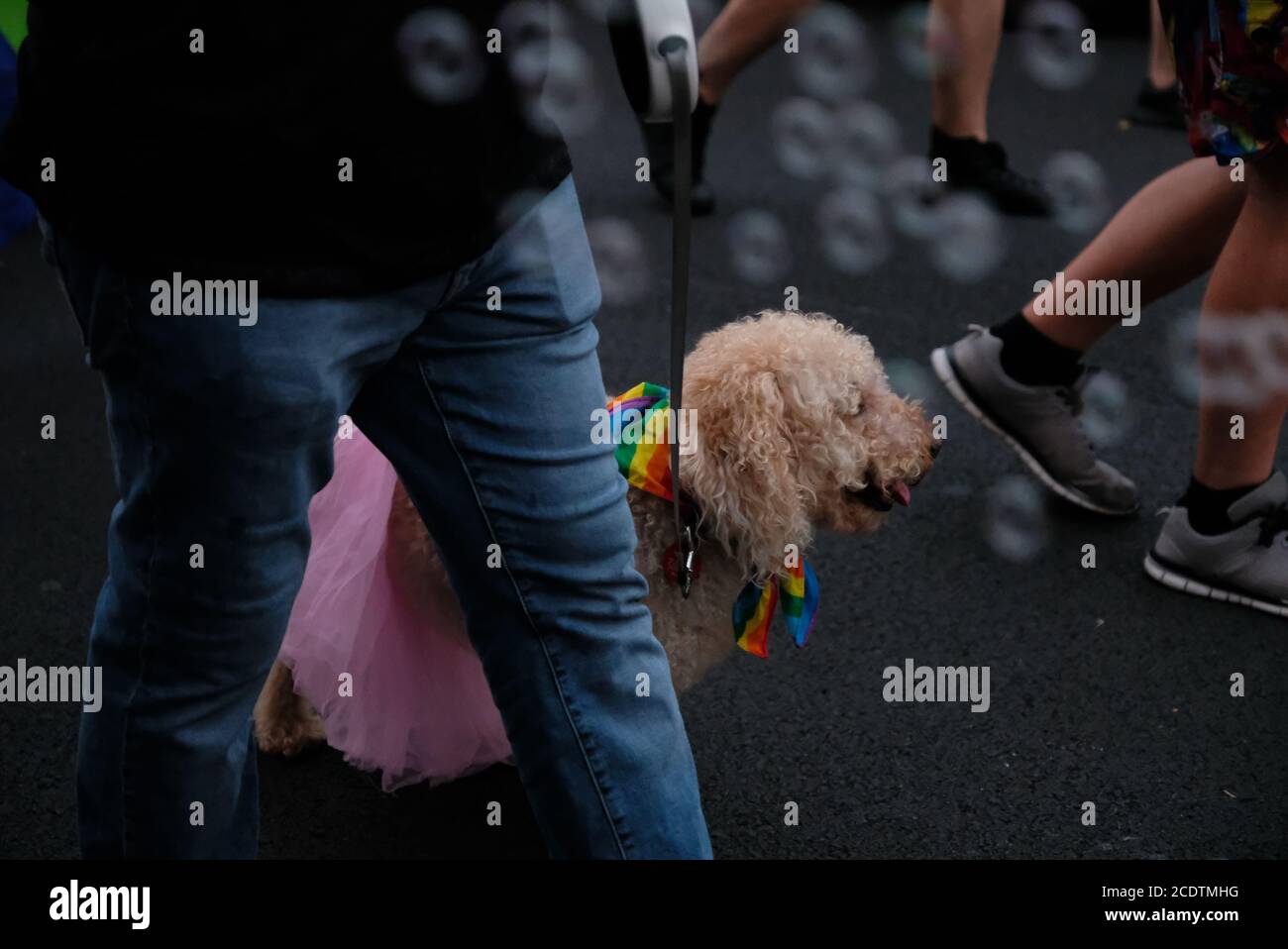 Dog joining the Auckland Pride Parade Stock Photo - Alamy