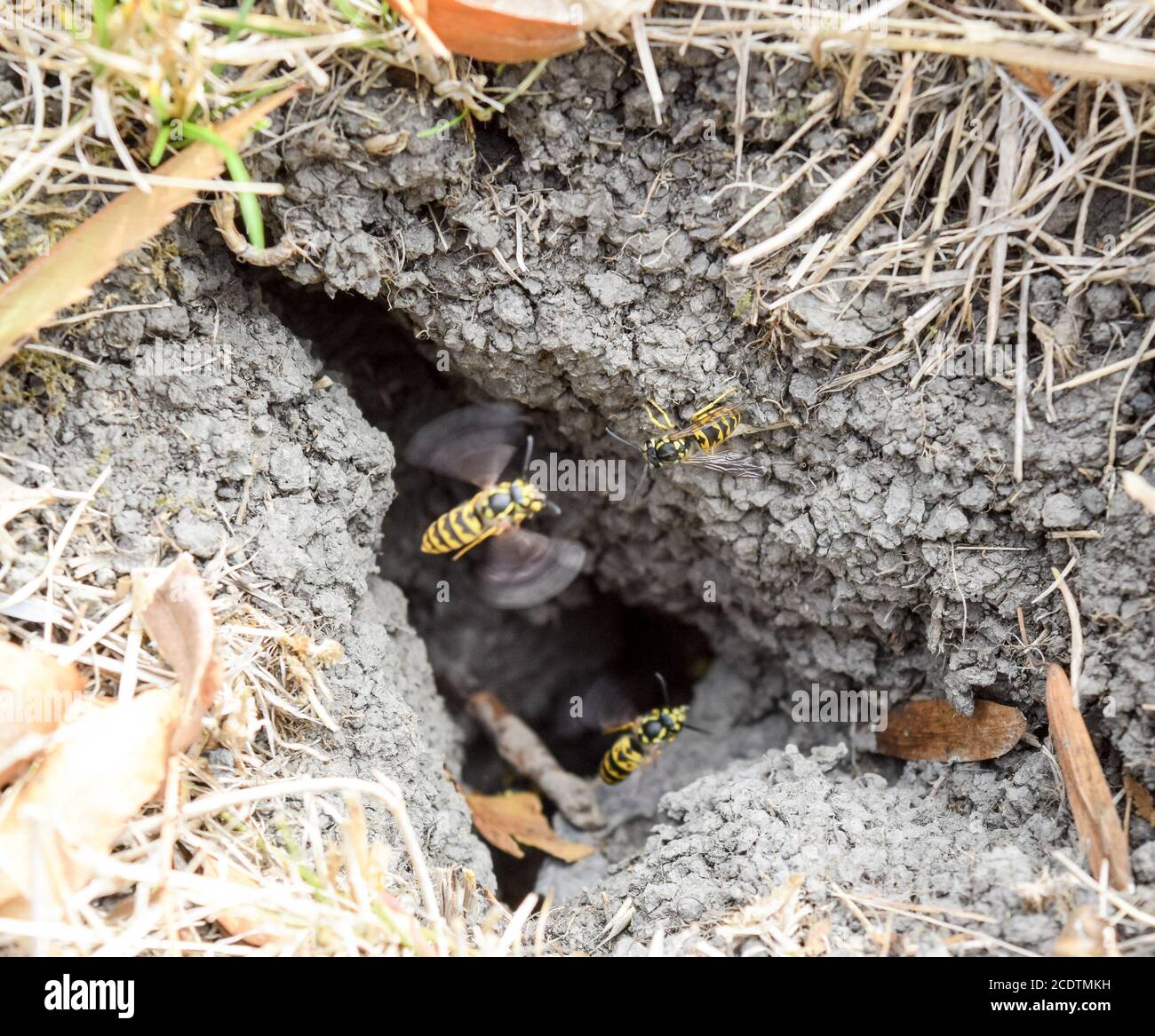 Underground insects hi-res stock photography and images - Alamy