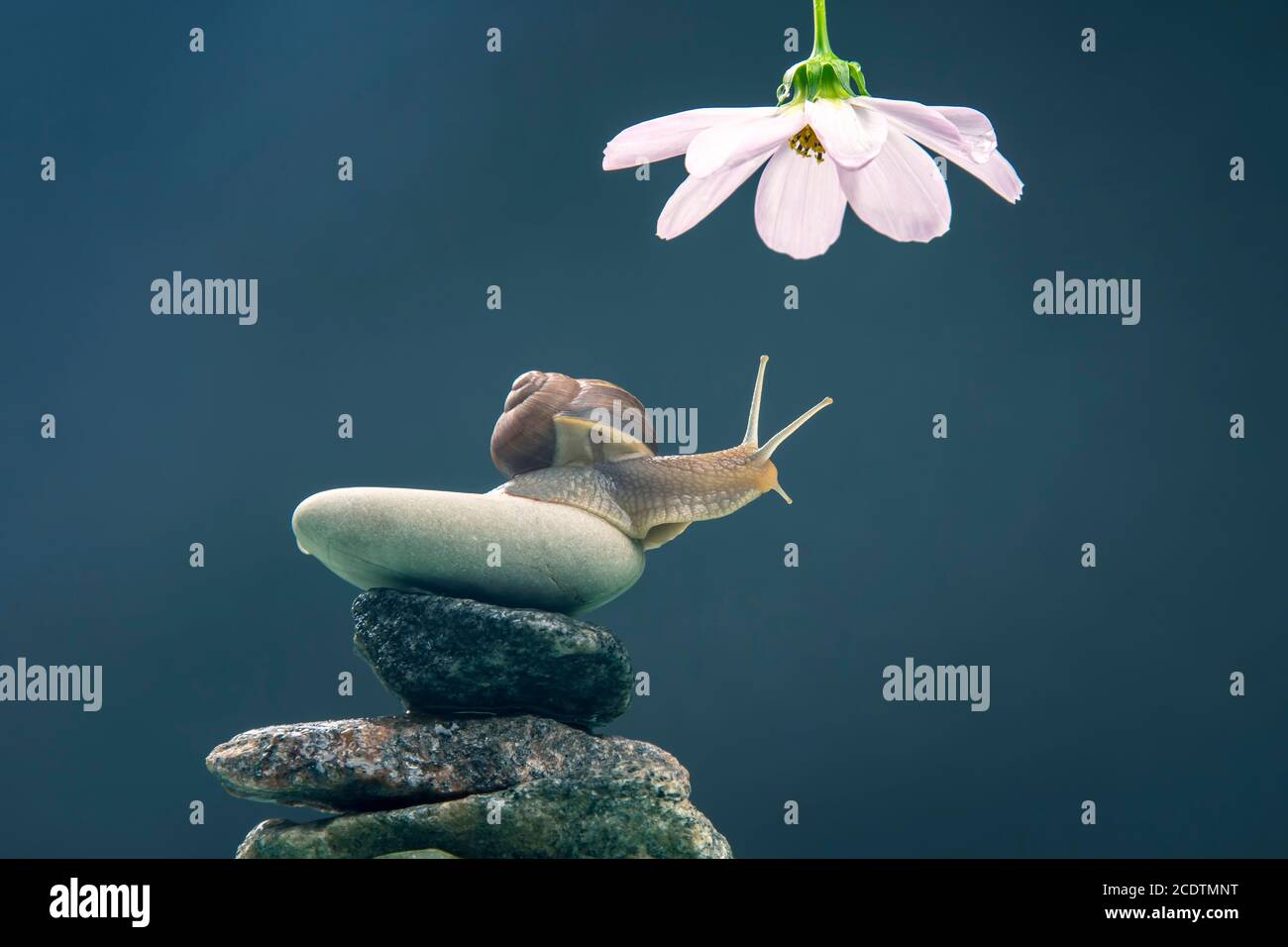 Pyramid snail hi-res stock photography and images - Alamy