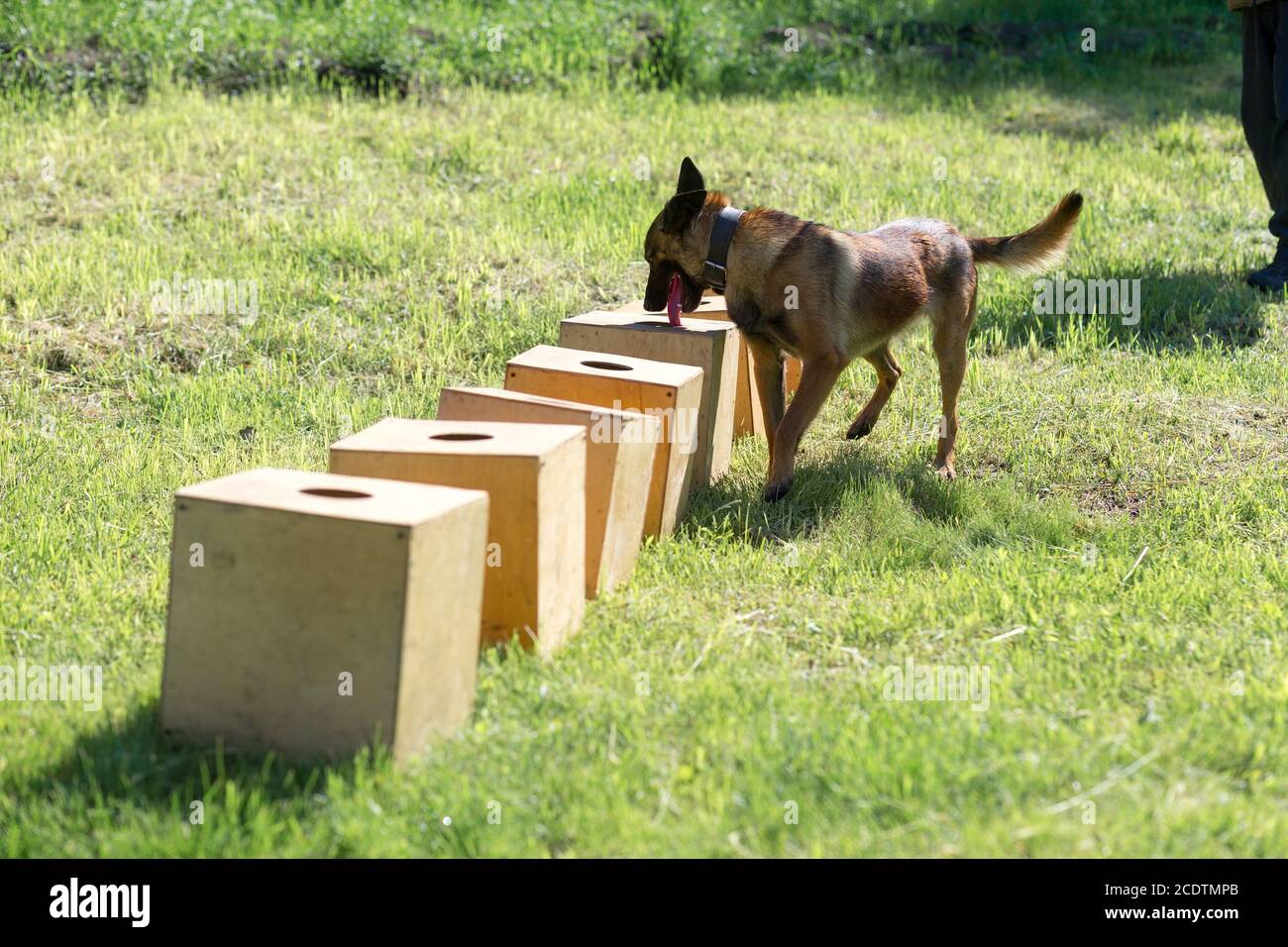A Bengal Sheepdog sniffs a row of containers in search of one with a ...